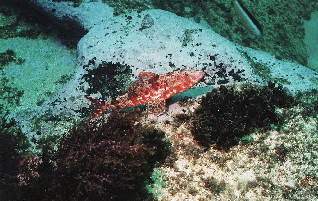 AQUATICHYK: SERGEANT BAKER / Aulopus purpurissatus