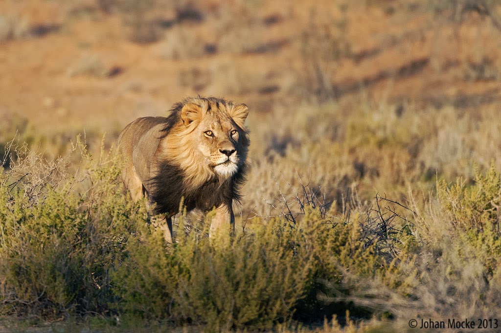 Johan Mocke Photography: "My Lion" for one hour in the Kgalagadi