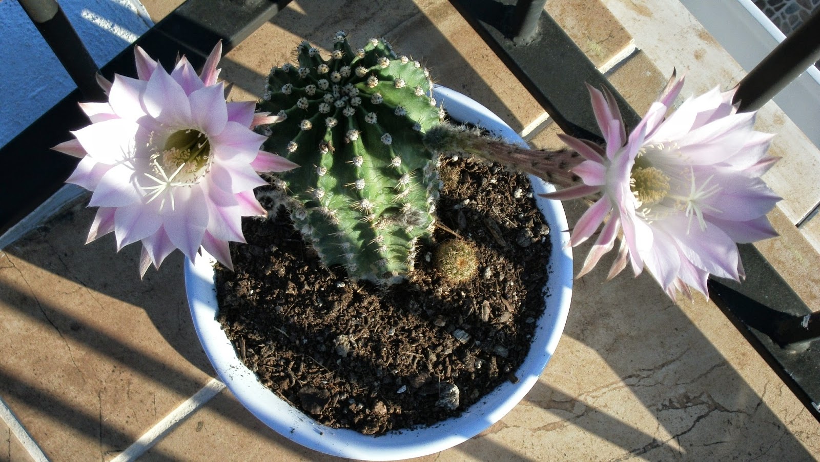 The Day of the Triffid: In Flower | The Flexible Chef