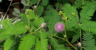 The Legend of Makhiya - THE LEGENDS AND FOLKTALES