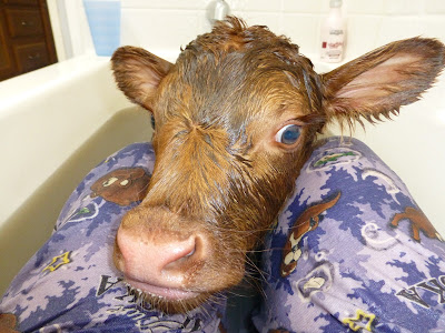 Moosters Meadows Dexters: A Poor Little Calf Who Had Lost Her Way....