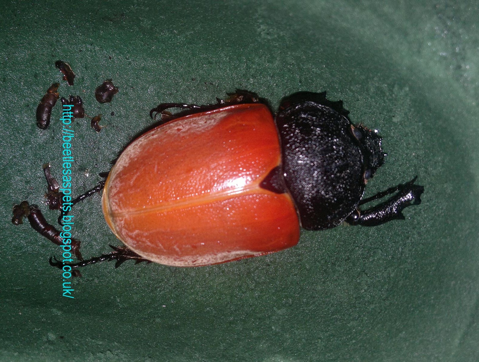 Beetles as pets: Megasoma elephas elephas breeding report (care sheet)
