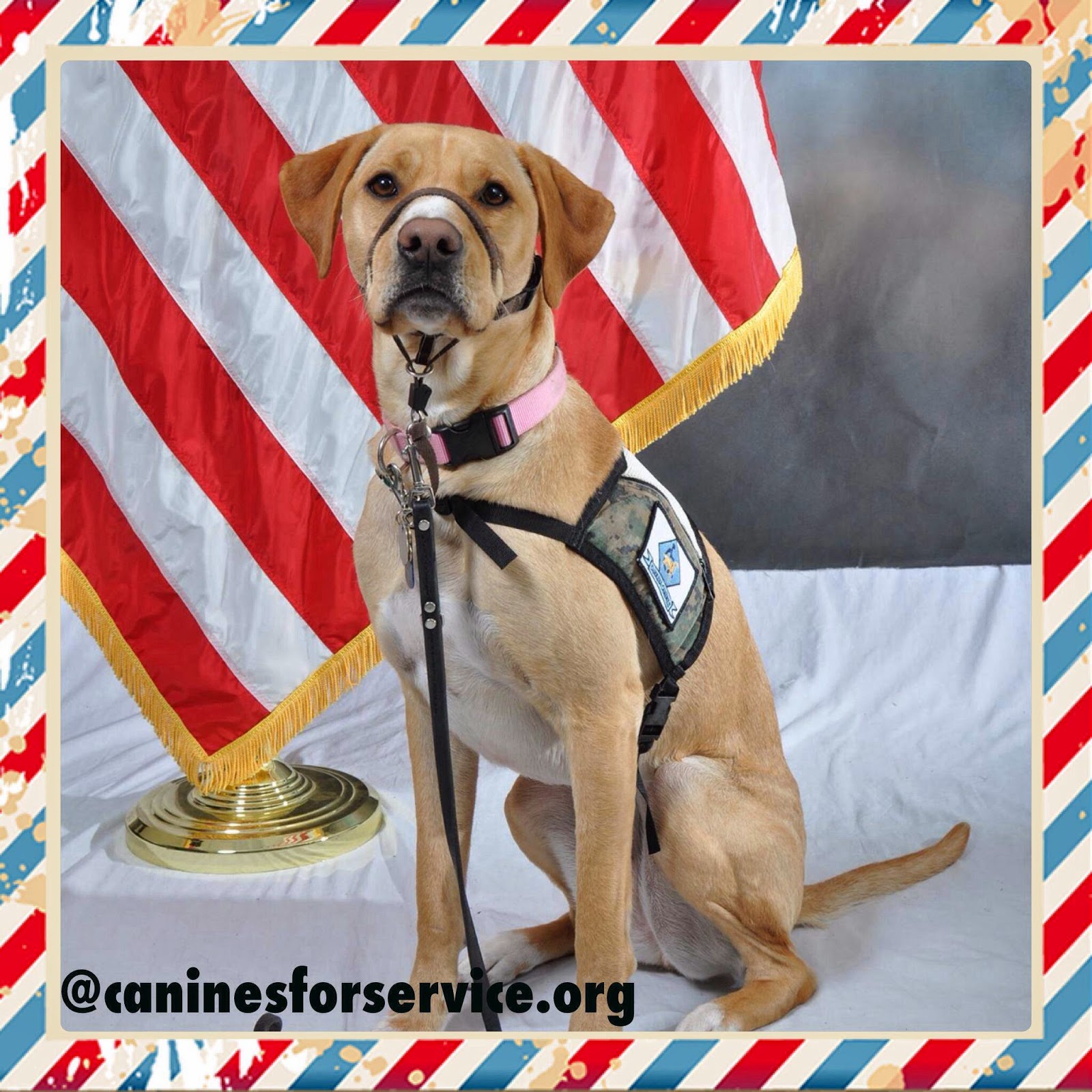 Canines for Service: CFS Happenings