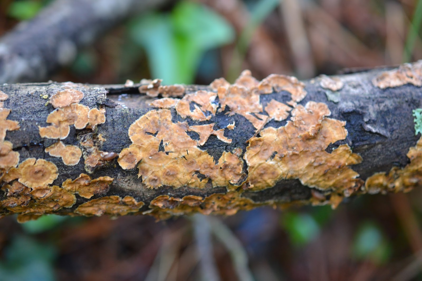Estudio de la micologia: Sterium Rugosum