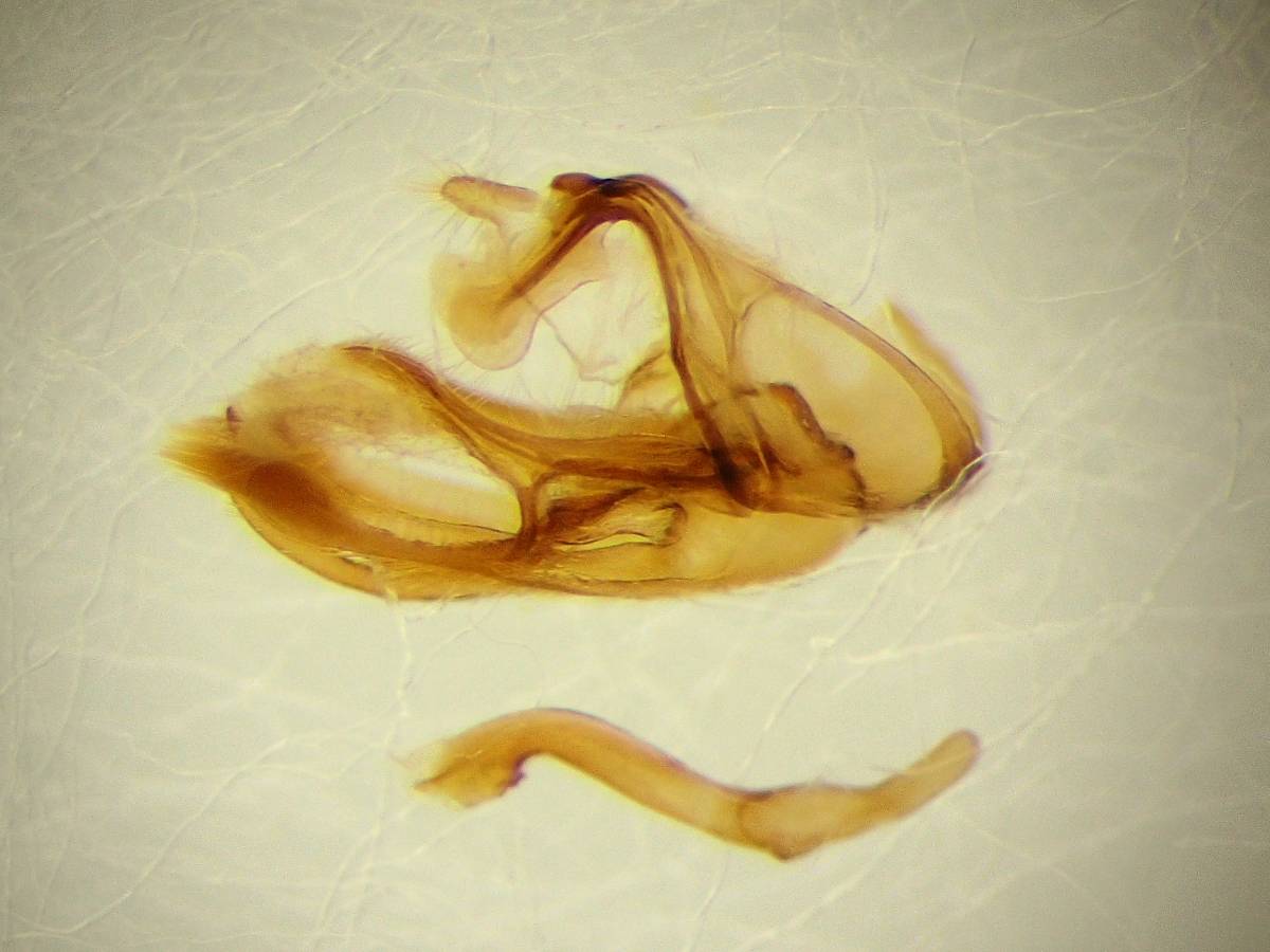 いもむしうんちは雨の音: 9月 2017