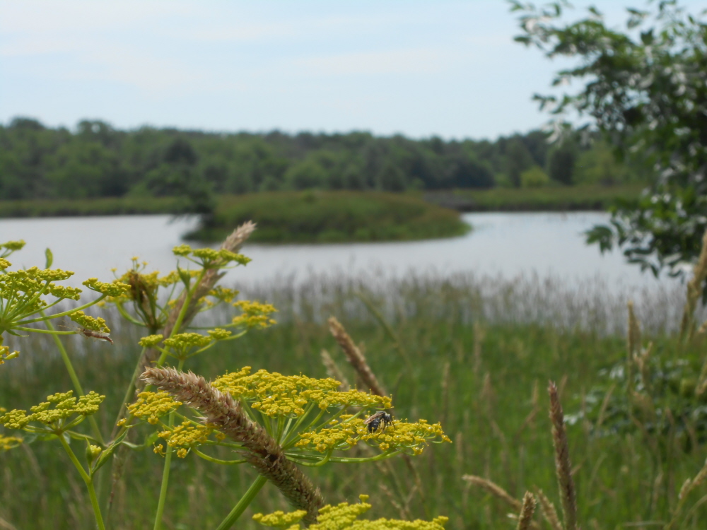 The Lucas Countyan: Behold, a host arrayed in white ...