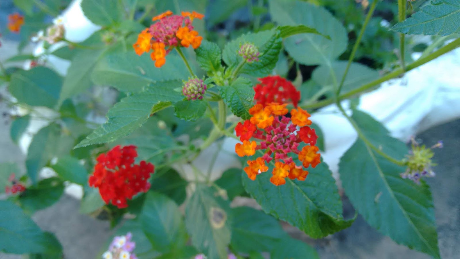 RosaBio: A beleza das Lantanas
