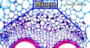 Pengertian Floem | Pengertian ILMU
