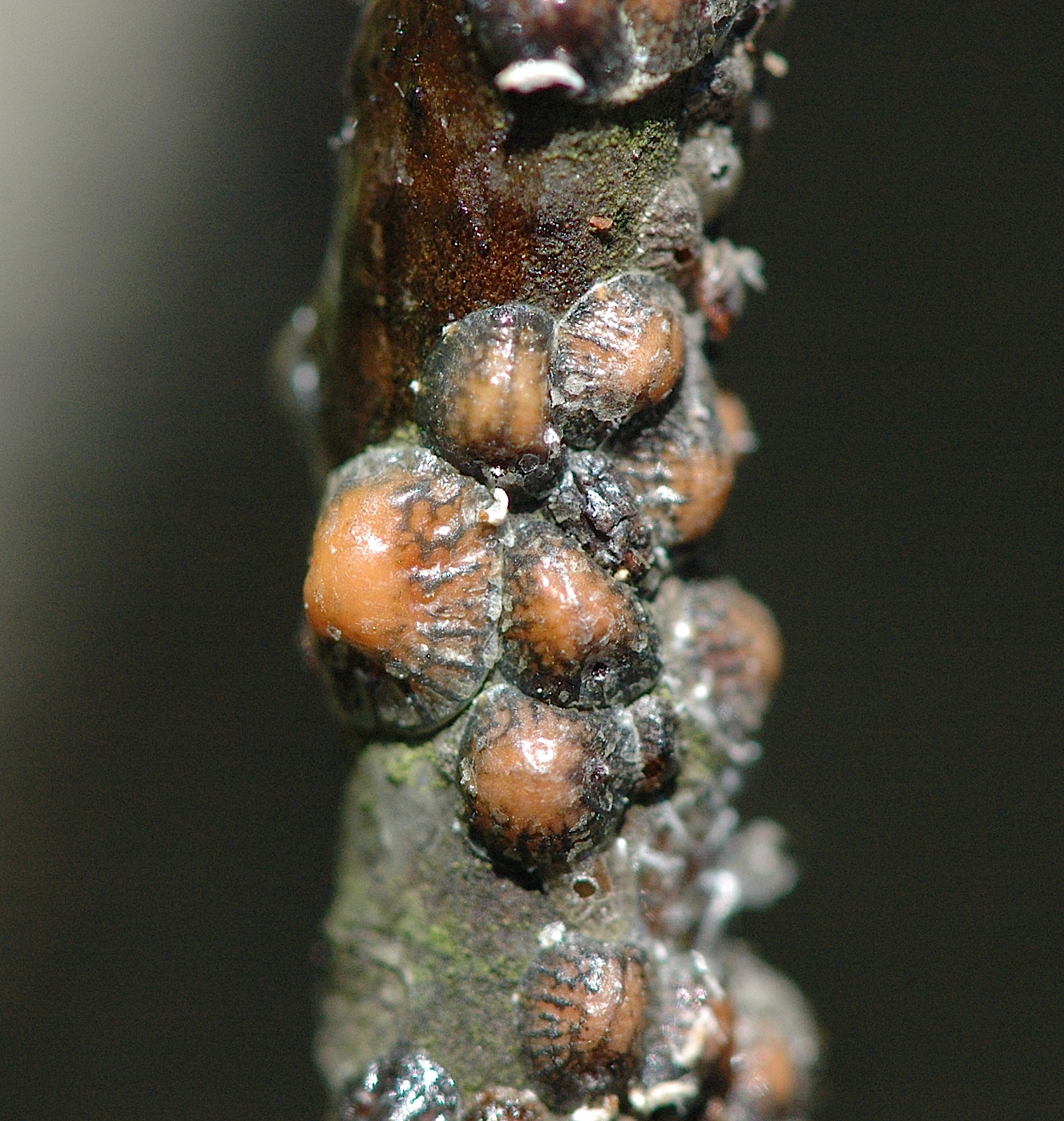 Field Biology in Southeastern Ohio: Tuliptree Scale