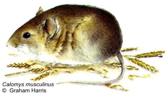 Argentina nativa: Laucha bimaculada (Calomys musculinus)