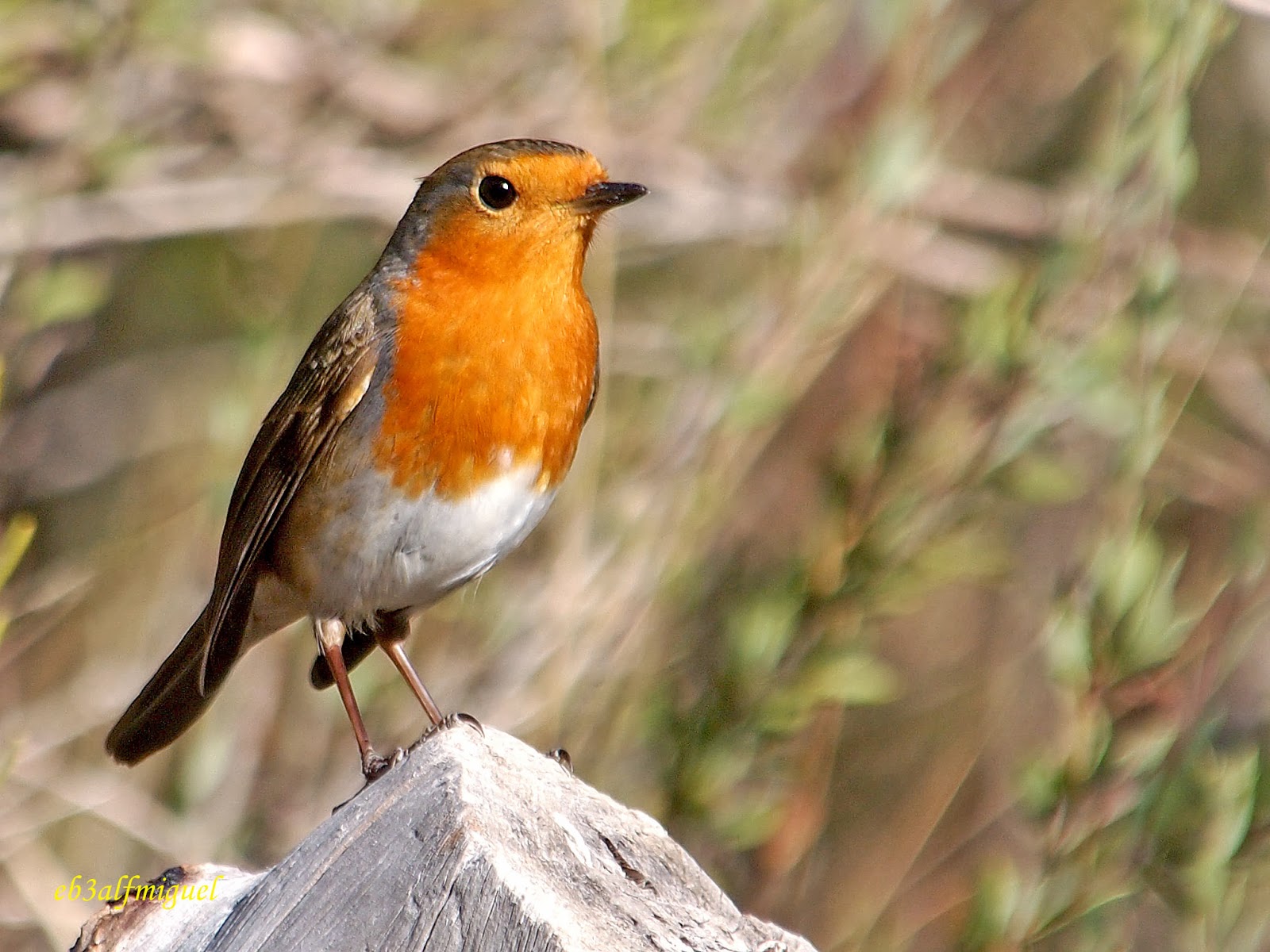 Miguel fotografia: Petirrojo europeo (Erithacus rubecula