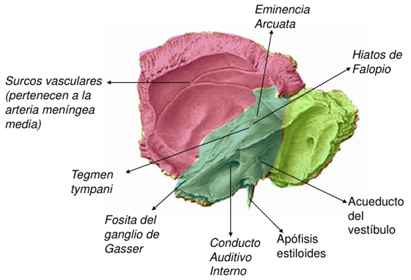 Anatomía y Neuroanatomía: Hueso Temporal. | Universidad Metropolitana ...