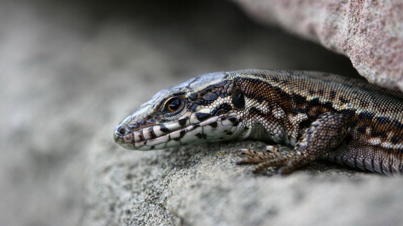 Lizard HD Wallpapers