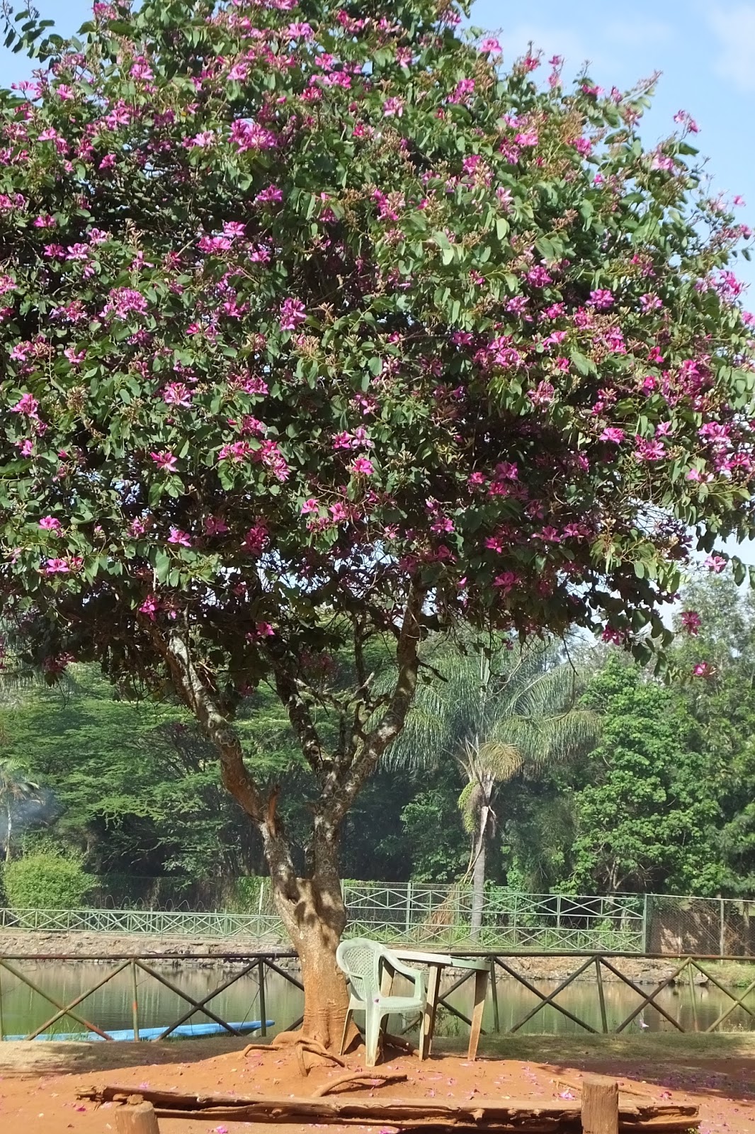 Camel’s Foot Tree