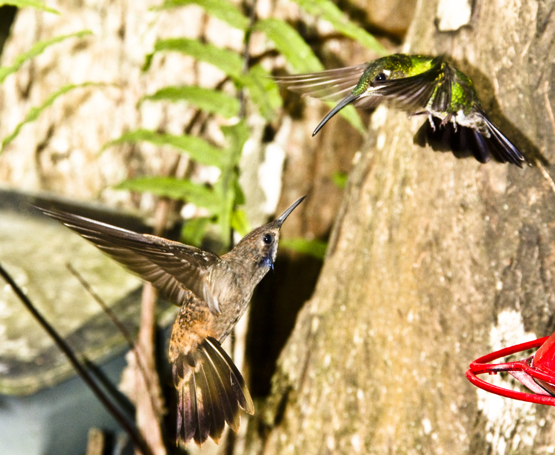 DIGITAL CAMERA ADVENTURES: LOS COLIBRÍES Y COMO FOTOGRAFIARLOS TEXTOS Y ...