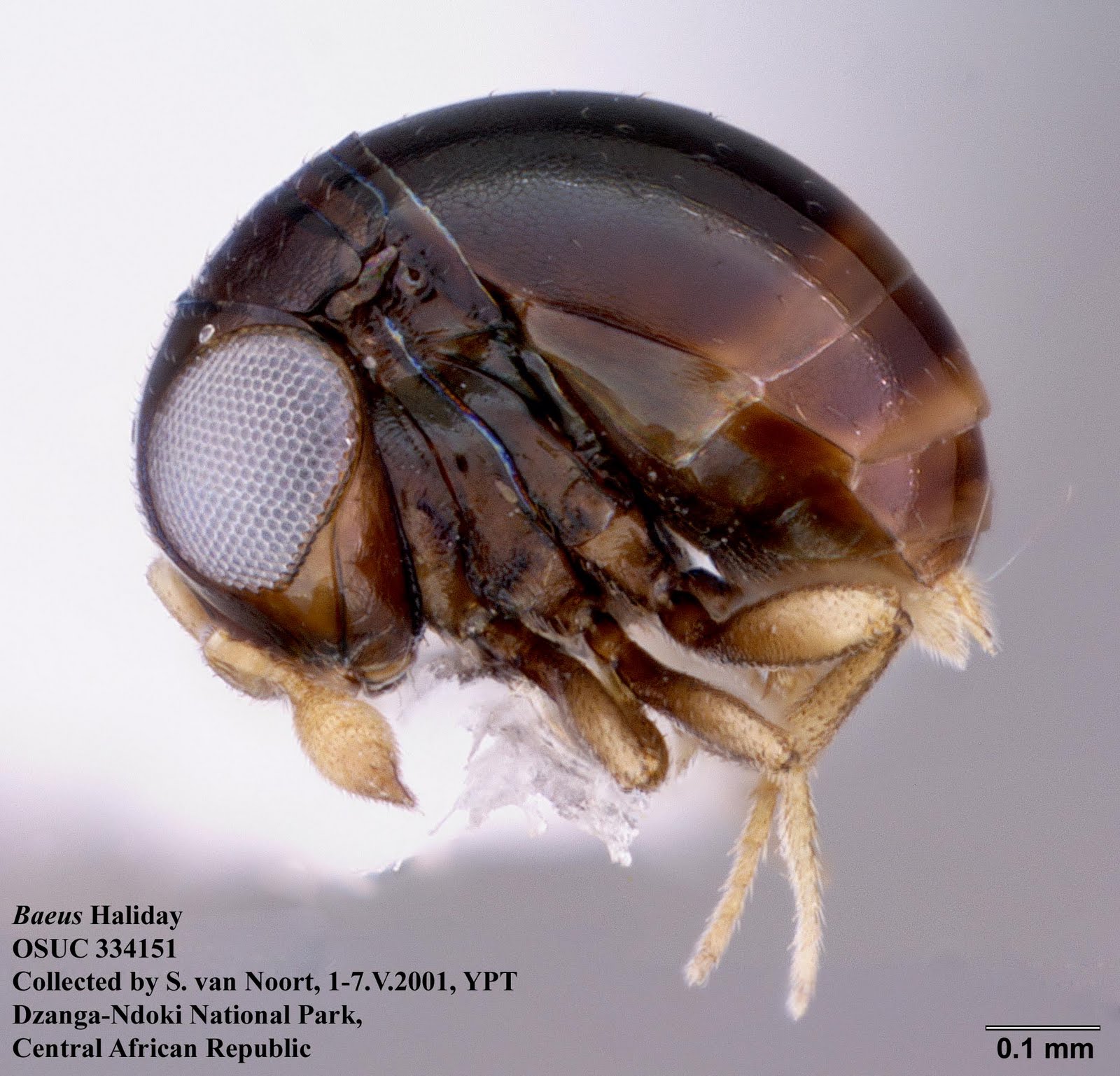 Insect Image of the Week: May 2011