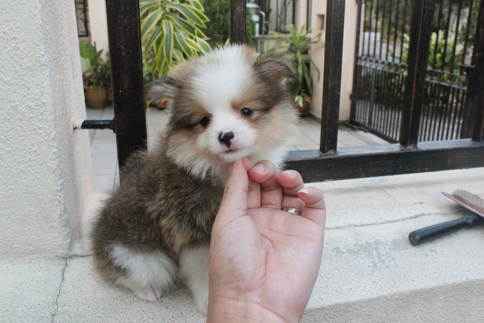 LovelyPuppy: Mini Shetland Sheepdog Puppy
