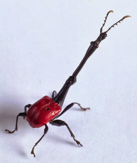 Insects & Bugs Facts : Insects and Bugs World