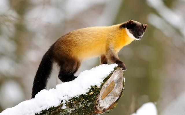 Nilgiri Marten - Only species of marten found in India
