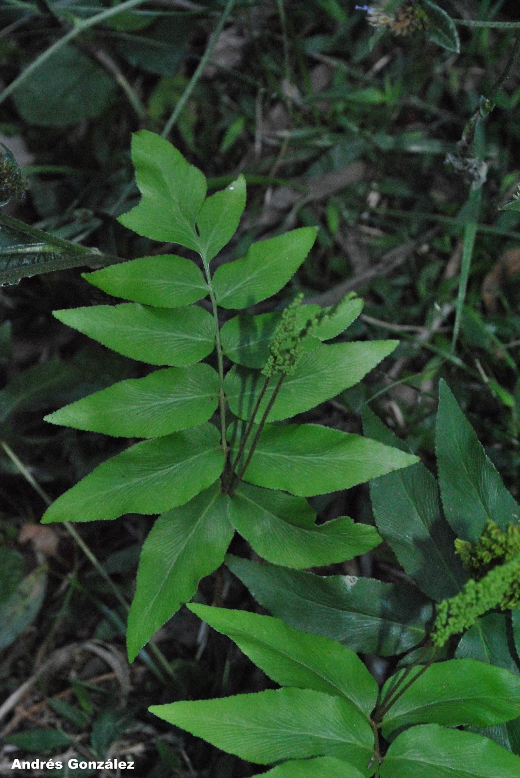 FOTOS DE FLORA NATIVA Y ADVENTICIAS DE URUGUAY : Anemia phyllitidis ...