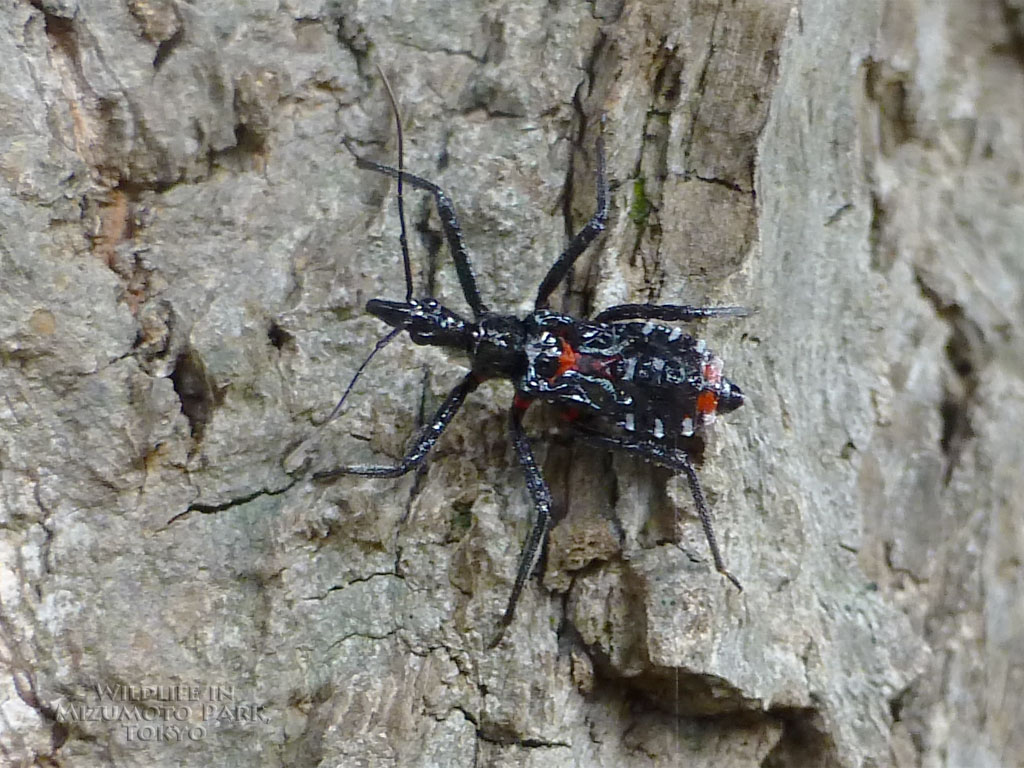 ヨコヅナサシガメ Japanese Assassin Bug-水元公園の生き物