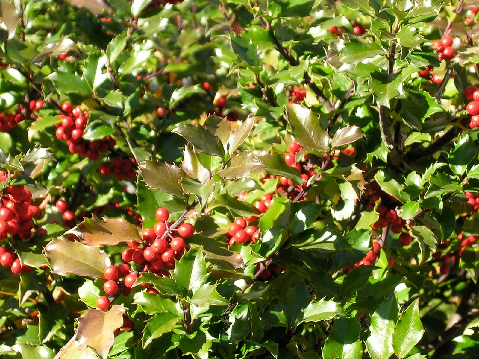 Recreating Eden: Saturday Photo: Holly, No Ivy, No Snow