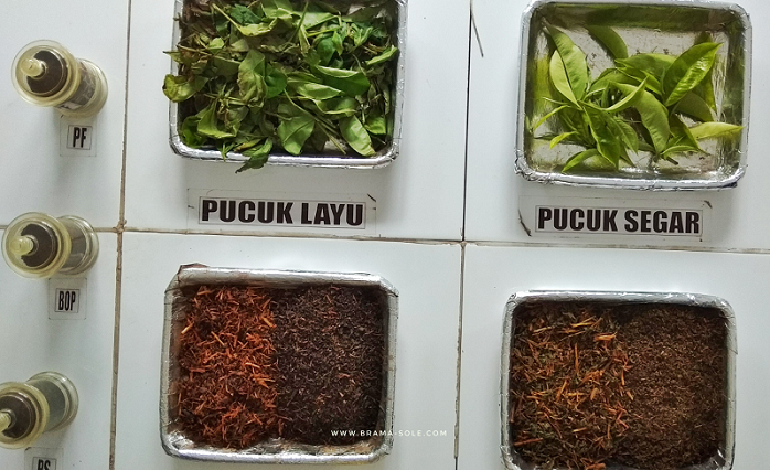 Belajar Tentang Teh di Agrowisata Tambi & Tanjungsari