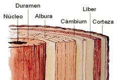 LA MADERA...: Propiedades de La madera