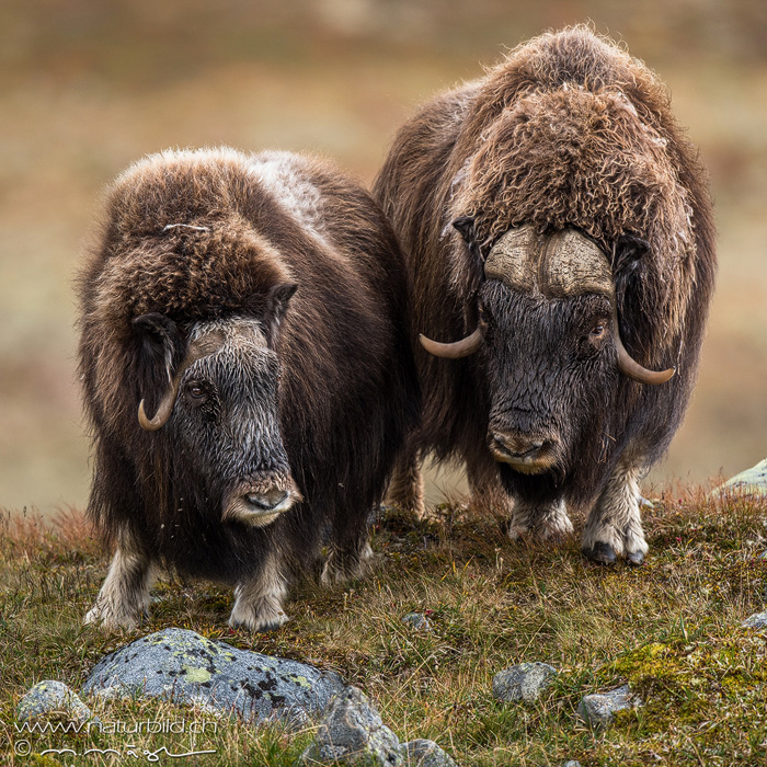 Blog von www.naturbild.ch: Moschusochsen im Dovrefjell Nationalpark