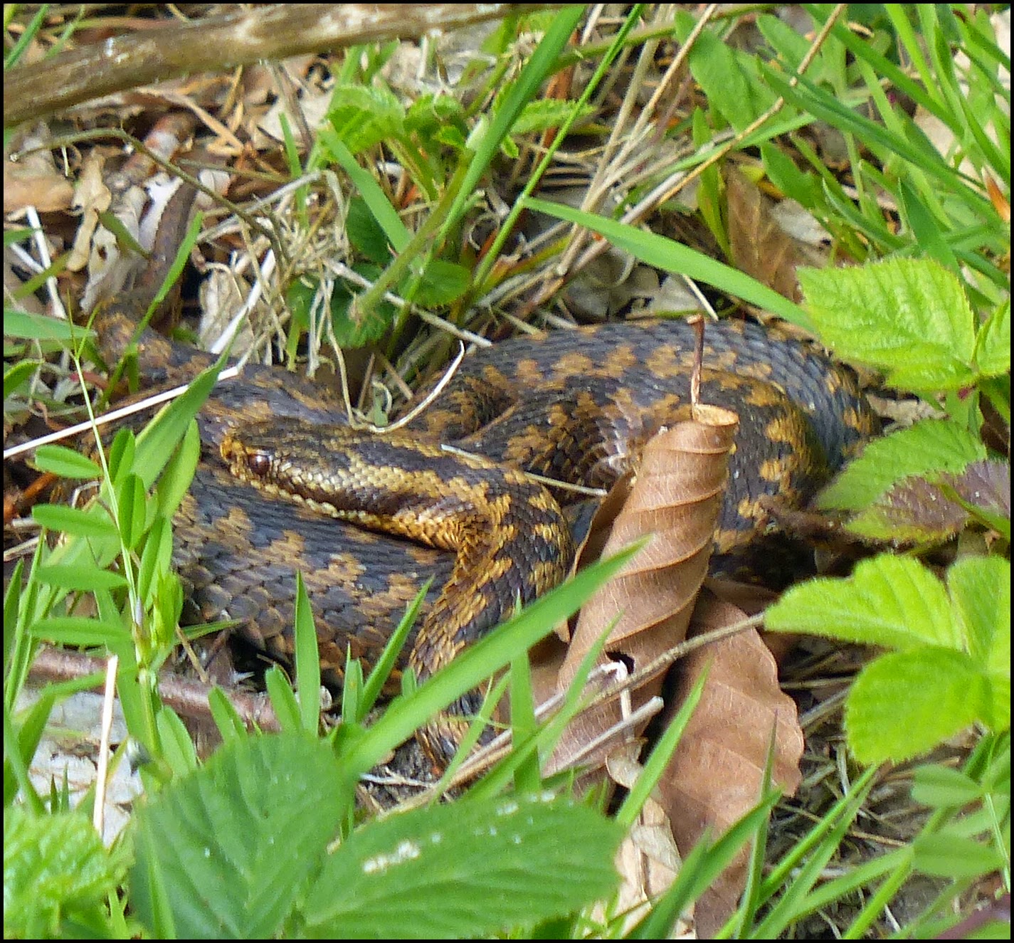 Wild and Wonderful: RSPB Minsmere - The Adder Trail