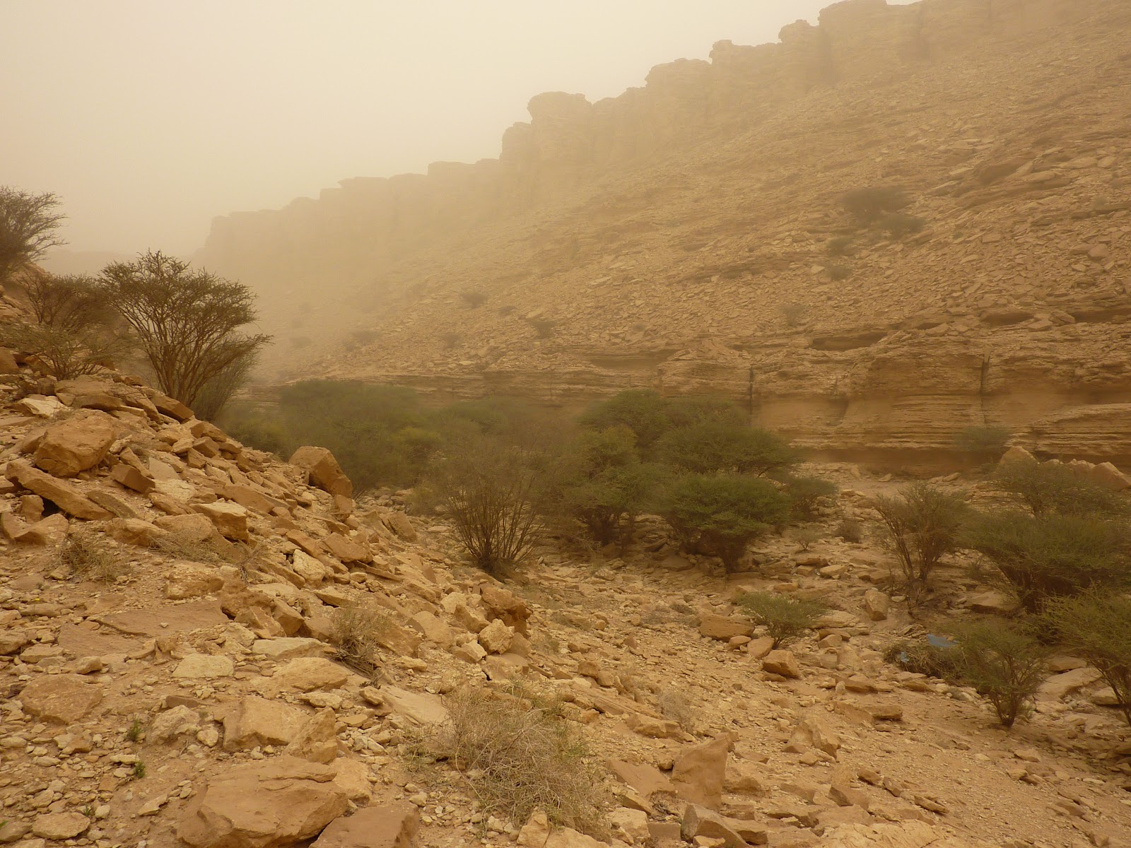 Saudi-Arabië: Kikkers in de woestijn!