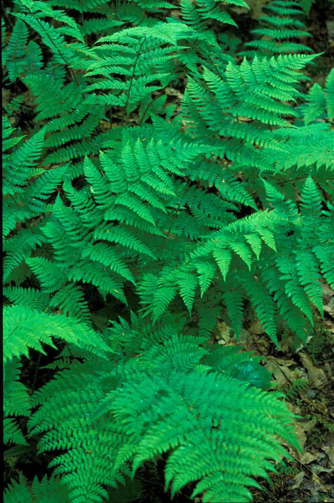 Kentucky Native Plant and Wildlife: Plant of the Week: Intermediate ...