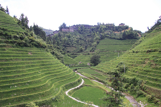 The Amazing Longsheng Rice Terraces ~ Kuriositas