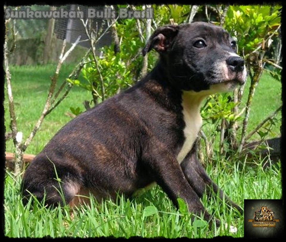 Filhotes de Staffordshire Bull Terrier - Staff Bull - Filhotes de ...