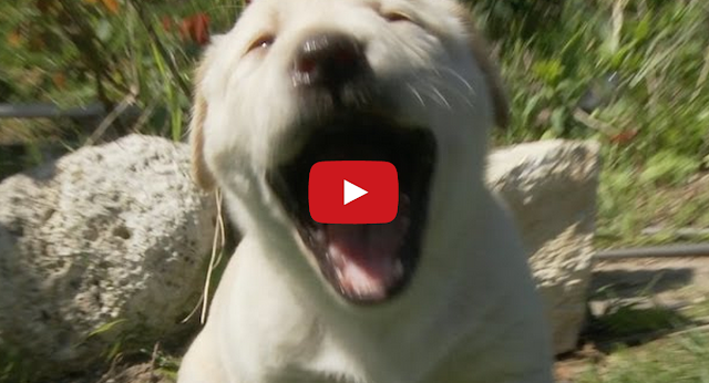 Sleepy Yellow Lab Puppies Can't Stop Yawning
