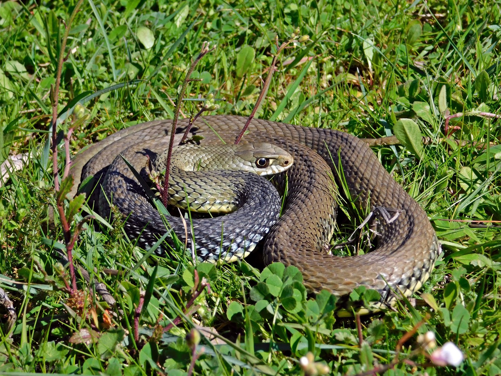 Sargantanes i Dragons: Malpolon monspessulanus - Serp verda