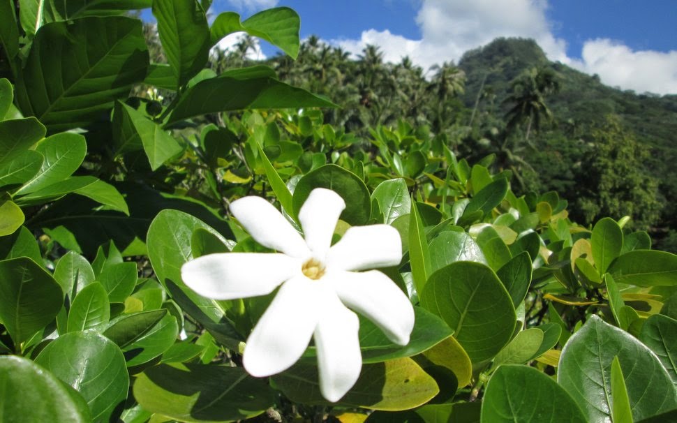 Moorea: Tiare Tahiti