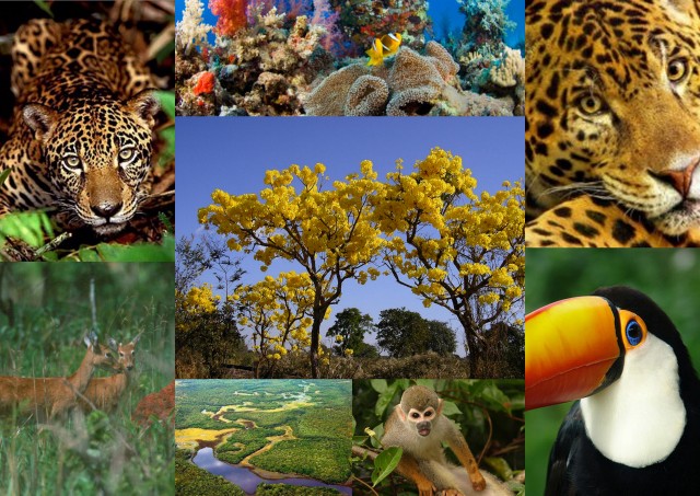 Conhecendo a Biodeversidade: Biodiversidade Brasileira Conhecendo a Biodeversidade: Biodiversidade Brasileira