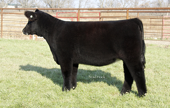 Lautner Farms: Females and Fellows of the Fall Online Sale - Bremer ...