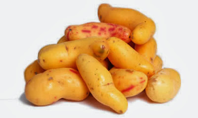 PLAAN : Olluco – Ullucus tuberosus