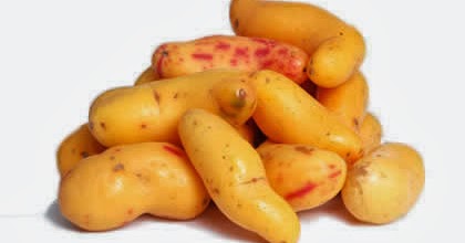 PLAAN : Olluco – Ullucus tuberosus