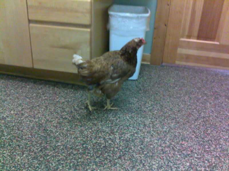 Respect Life Eat Veggies: Gaia Chickens 1st Vet Appointment, Chicken ...