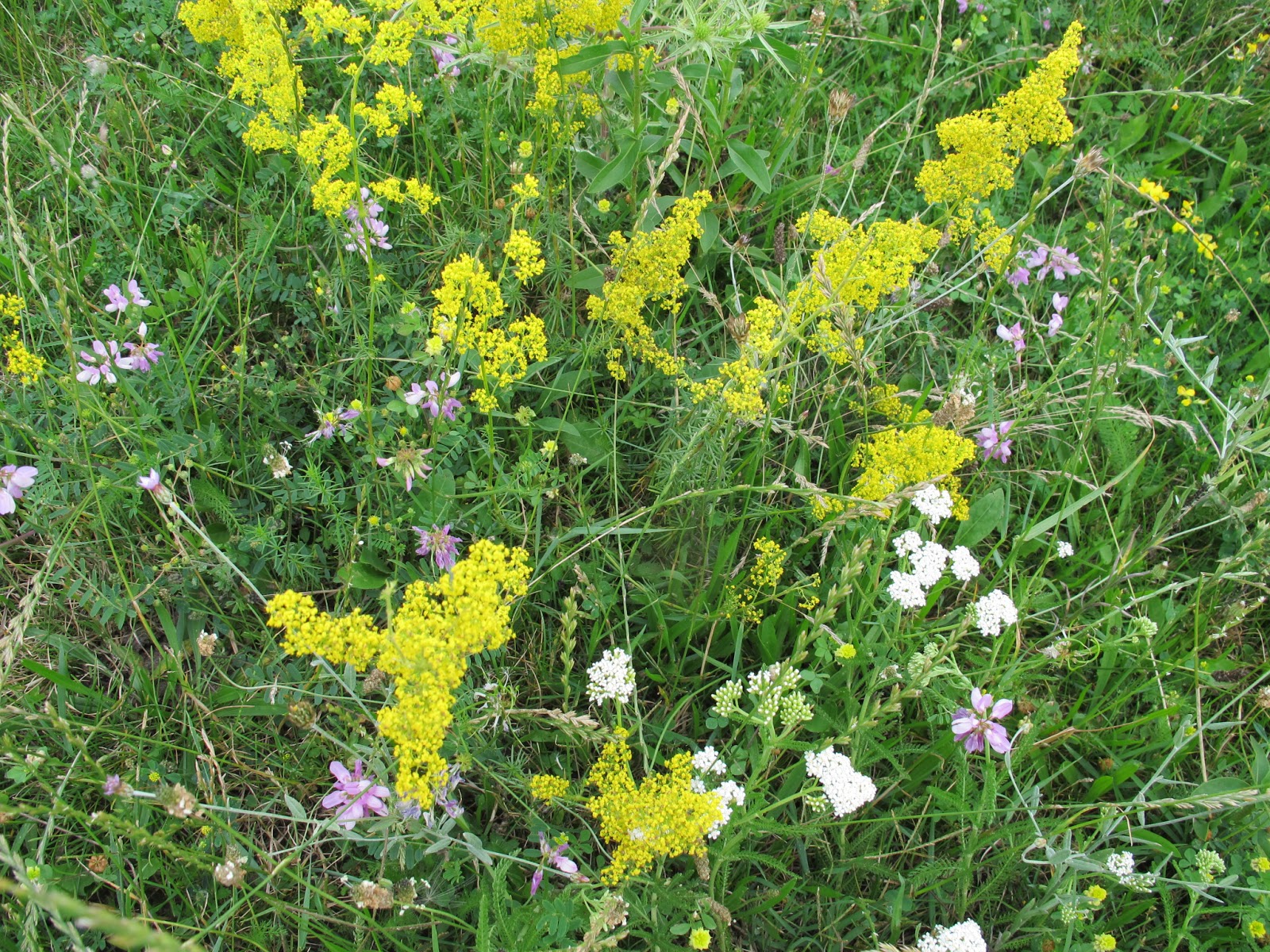 Floarea -bunica: Miercurea fara cuvinte- Flori de camp