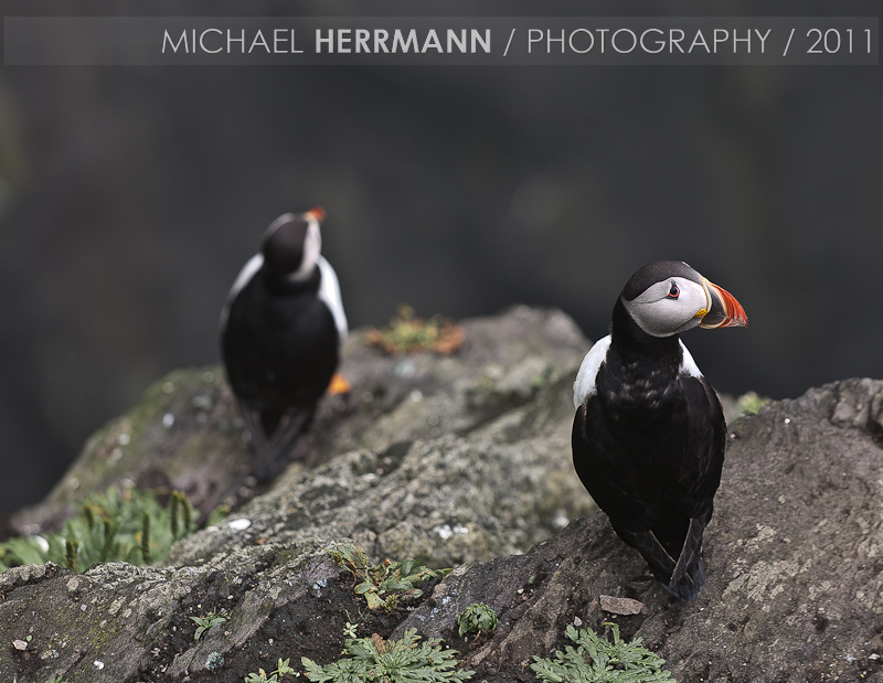 Landscape Photography in Kerry, Ireland: Skellig birds, part three.