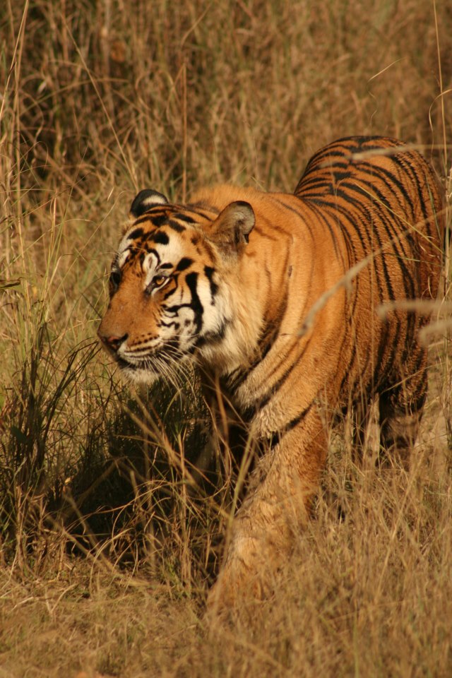 MELGHAT - Amazing Maharashtra