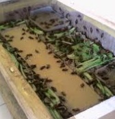 Petak Semai: CENGKERIK - CARA MENTERNAK (Part 1)