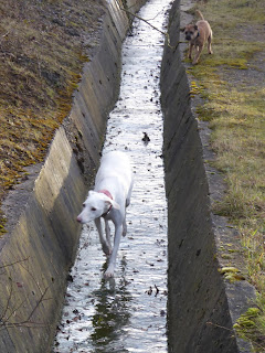 Dog Blog: Ozzy and all the black dogs, chasing crows and splashing about