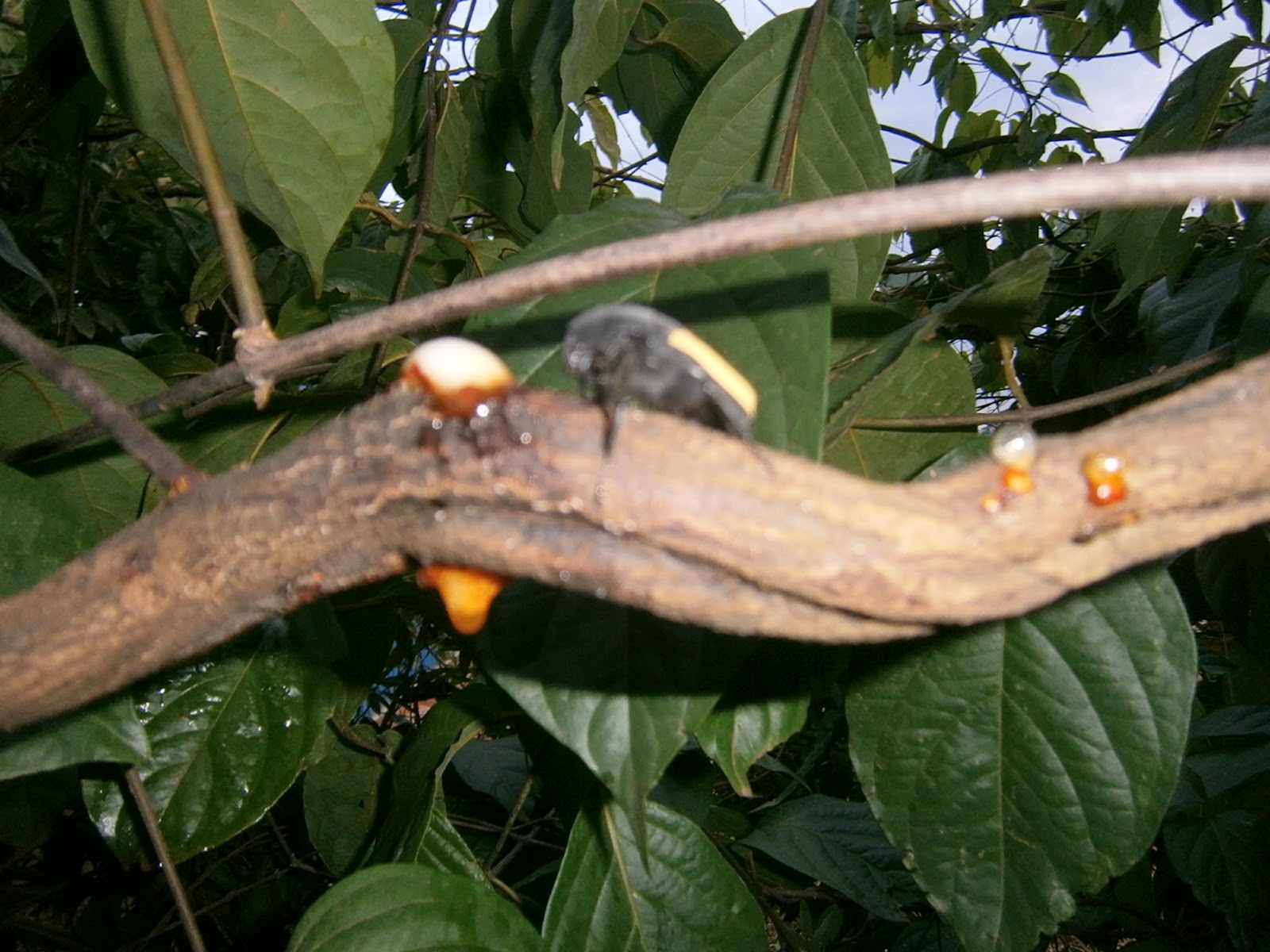 Zelando pela Chacrona e pelo Jagube: Besouro Sugando Seiva do Jagube