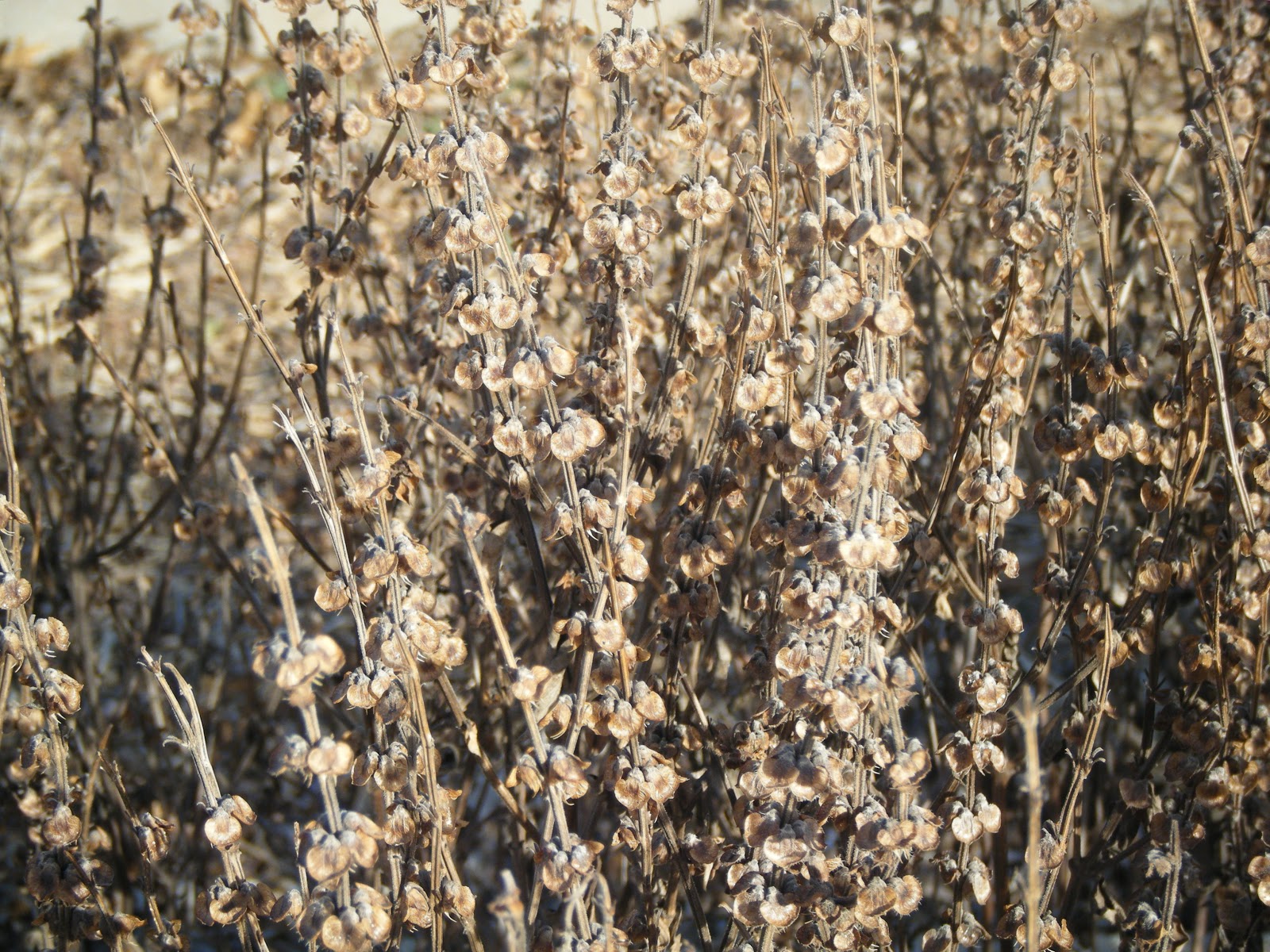 Windy Acres Diary: Saving Basil Seed