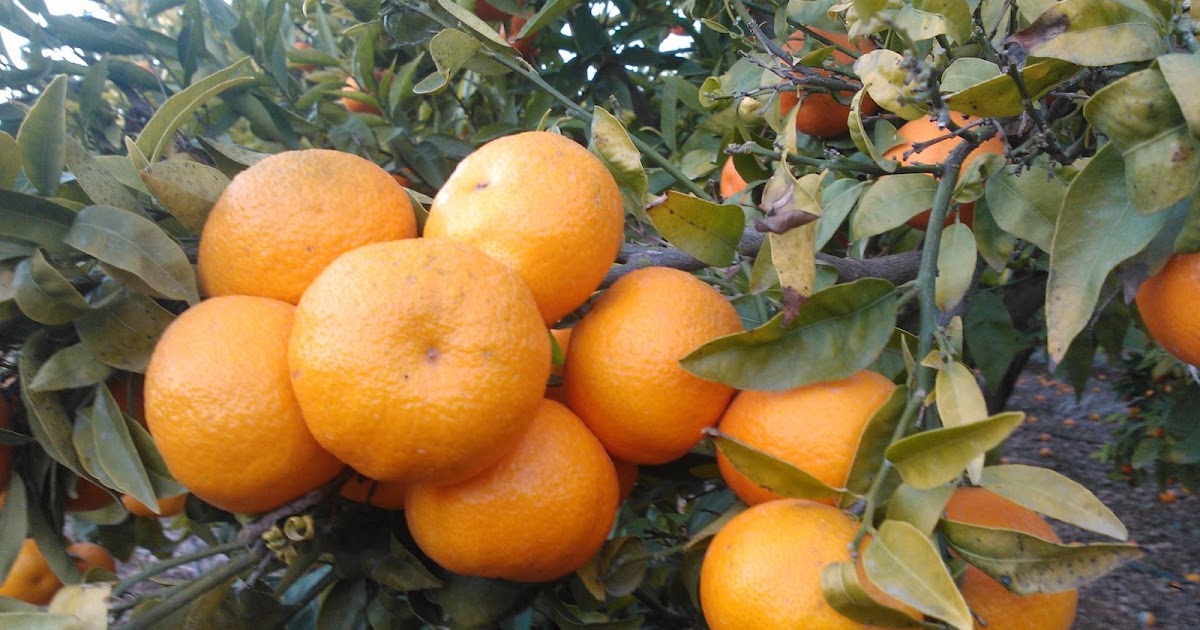 Clemenules Valenciana: La mandarina clementina Clemenules de Valencia ...